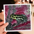3drose, Imitator Poison-dart Frog - Na02 Aje0438 - Adam Jones, 12 ...