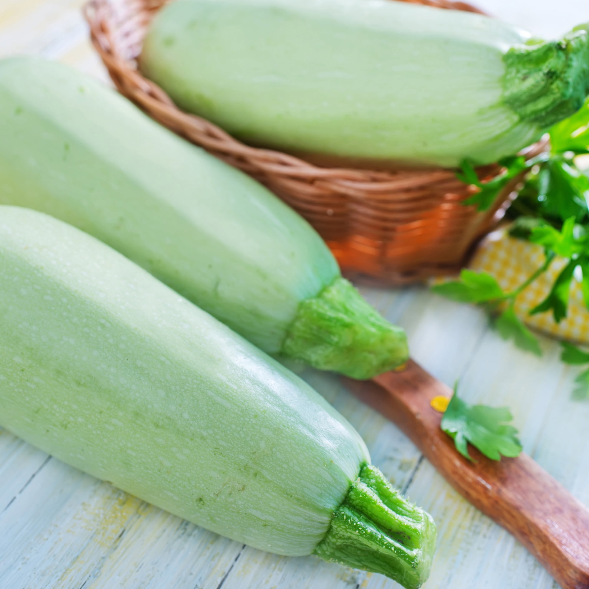 Squash Seeds - Summer - Vegetable Marrow White Bush - 1 Oz ~250 Seeds ...