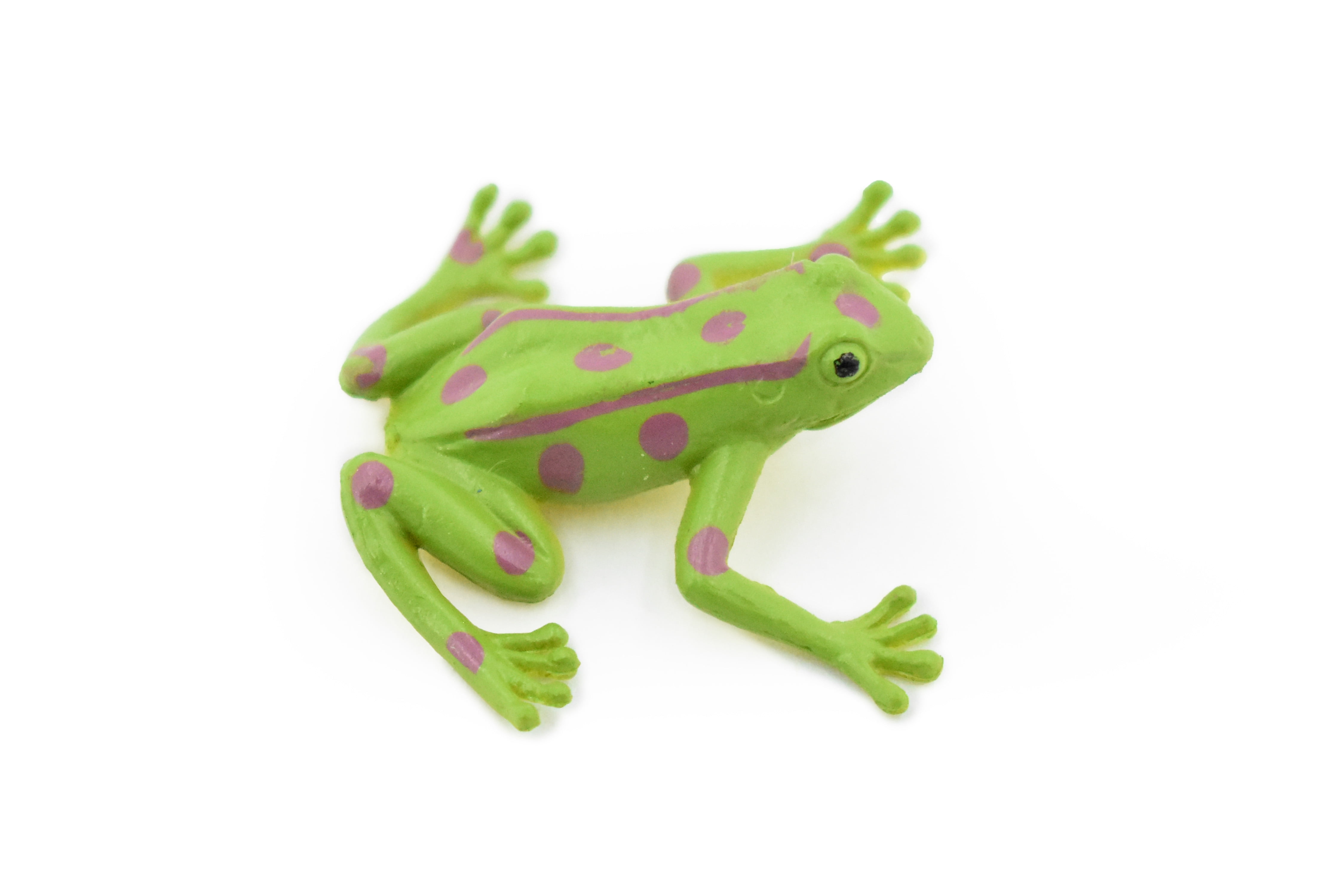 Green Spotted Frog