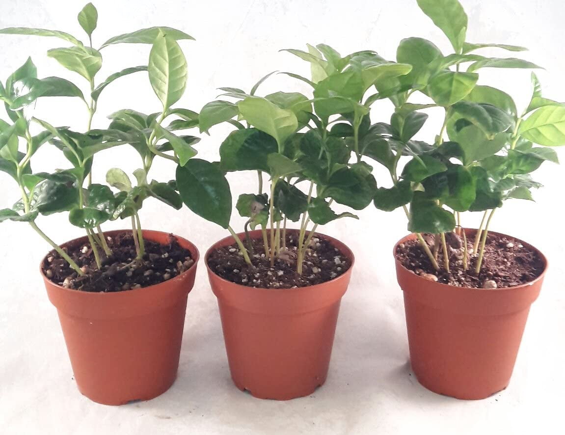 Coffee Plant Pot 4'' pot (Pack of 3) unique from jmbamboo - Walmart.com