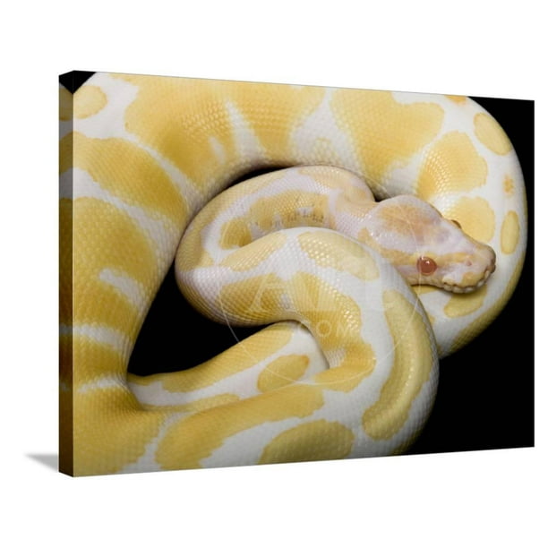 Large Ball Python