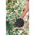 Eclipse BlackBerry Plant - Live Plant in a 2 Inch Pot - Rubus - Fruit ...