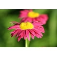 Robinson's Painted Daisy Chrysanthemum Flower Seeds, 100 Mixed Colors ...