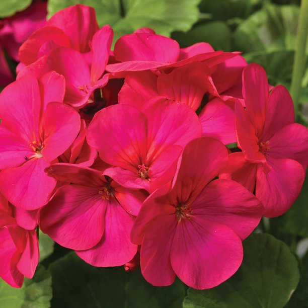 Maverick F1 Series Geranium Flower Garden Seeds - Violet - 100 Seeds ...