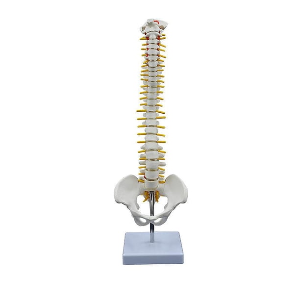 Modelo de columna vertebral humana de 45Cm, esqueleto humano, disco ...