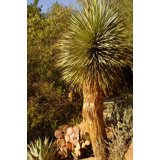 5 Beaked Yucca Tree Seeds for Planting - Yucca rostrata (5 Seeds per ...