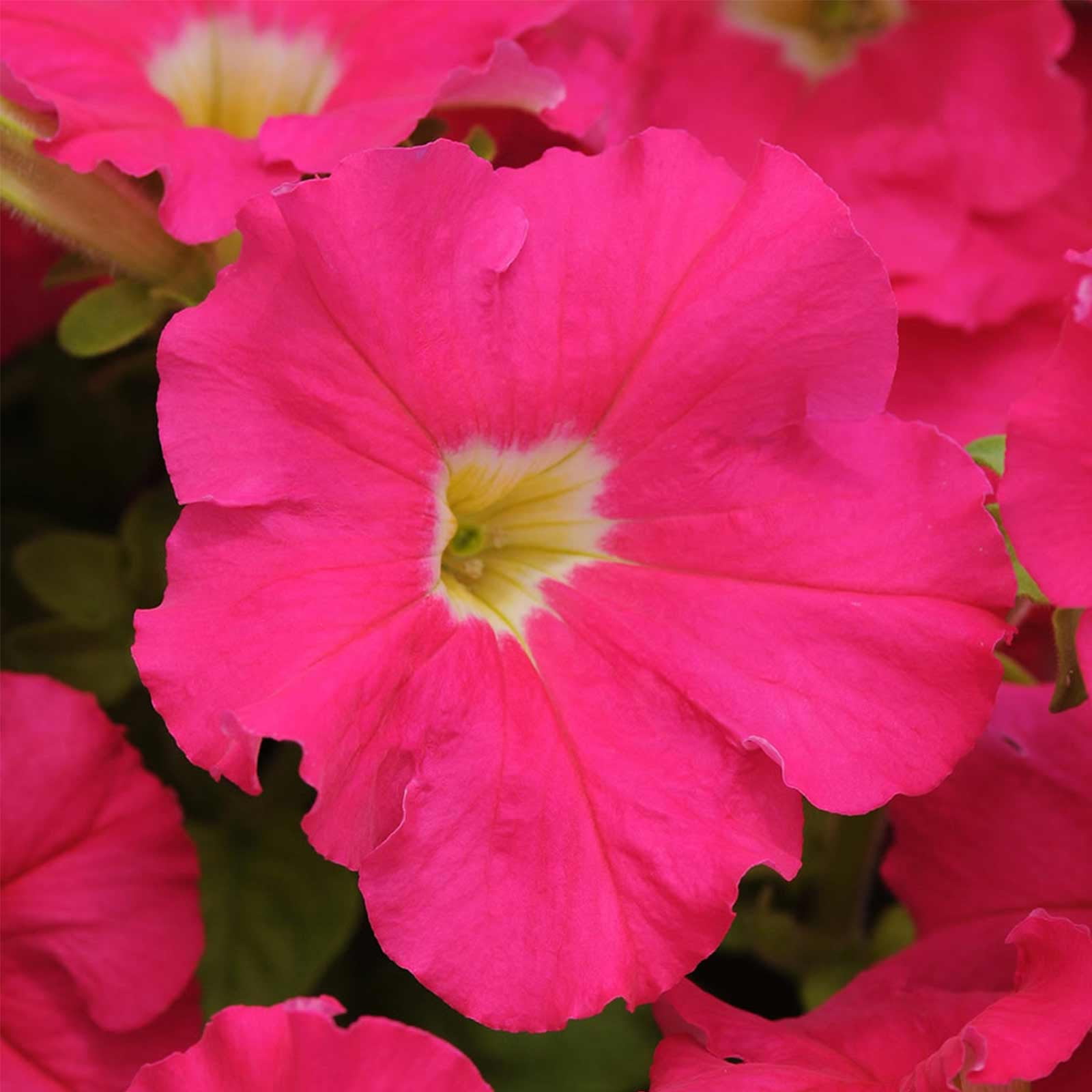 Petunia - Dream Series Flower Garden Seed - 1000 Pelleted Seeds - Rose ...