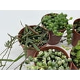BubbleBlooms Indoor/Outdoor Premium Collection - Set of 5 Variegated ...