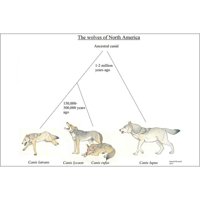 24"x36" Gallery Poster, evolutionary chart of North American Canis ...