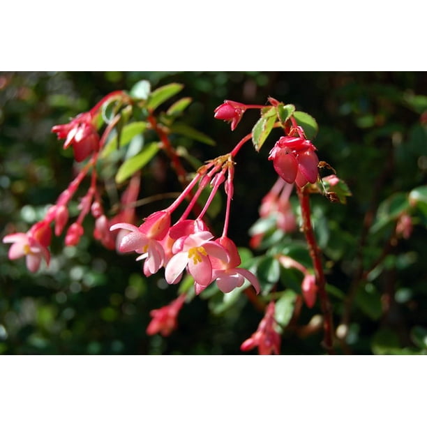 Fuchsia Flower Begonia Plant - 2.5" Pot - Begonia foliosa miniata ...
