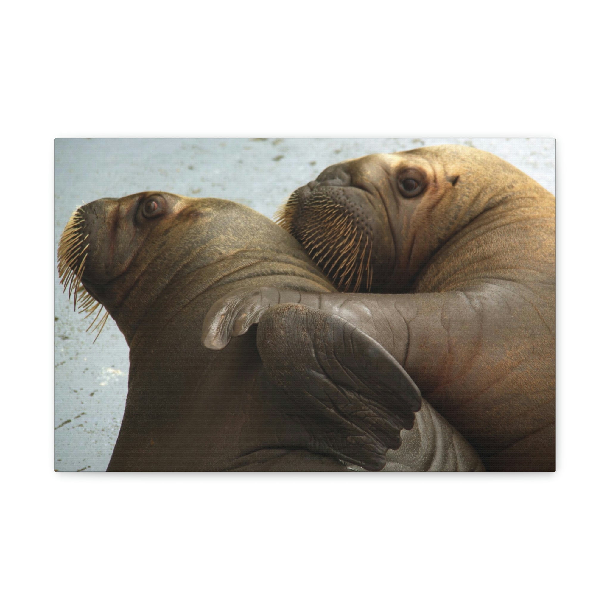 Funny Walrus Silly Walrus Couple Wall Art Ready To Hang Unframed - Walmart.com