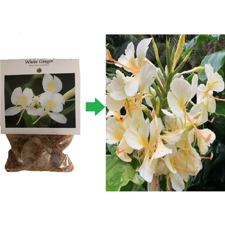 White Ginger Plants