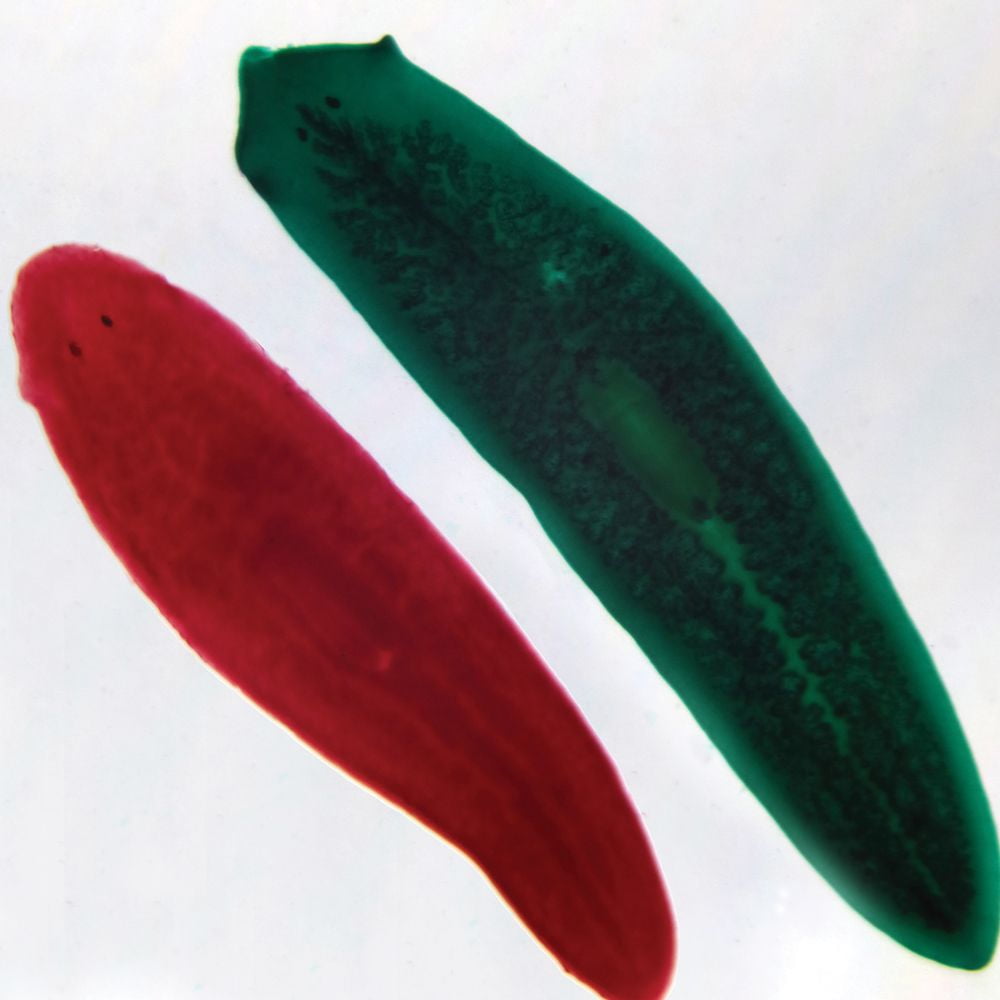 Planaria Slide