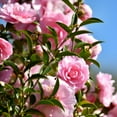 National Plant Network 1 gal. Camellia Sasanqua October Magic Pink ...