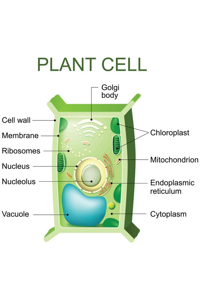 Plant Cell Anatomy Labeled Chart Diagram Science Biology Reference Lab ...