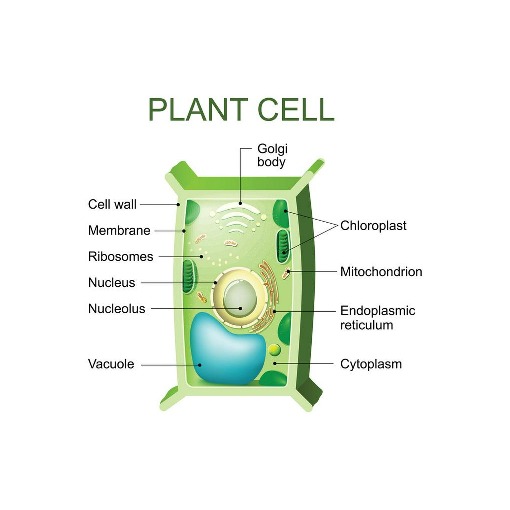 Plant Cell Labeled Biology