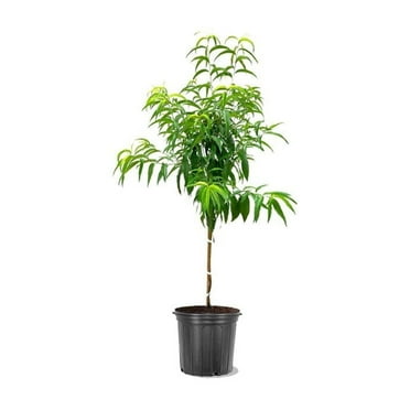 Expert Gardener 2-3 ft. tall Contender Peach Live Tree in 5-Gallon ...