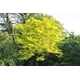 10 Thornless HONEYLOCUST Gleditsia Triacanthos Inermis Imperial Honey ...