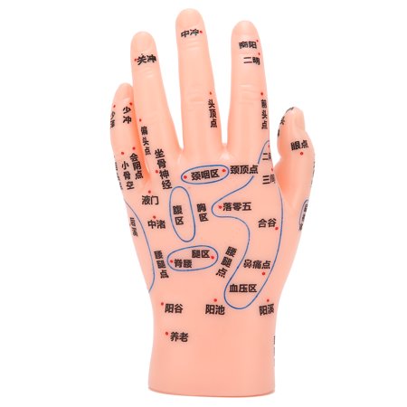 Tbest Hand Reflexology Model PVC Hand Acupuncture Point Model For ...