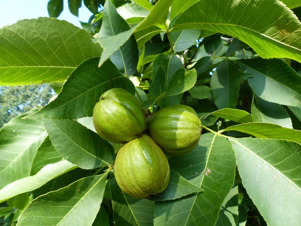 5 Butternut Tree Seeds for Planting - Amazing and Exotic Fruit Tree ...