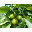 CZ Grain, 5 Butternut Tree Seeds for Planting, Exotic Fruit Tree, Huge ...