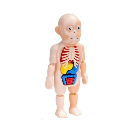 VONKY Children Plastic Human Body Model Ribs Educational Torso Toy ...