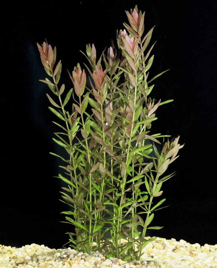 Rotala Red Rotundifolia (Rotala rotundifolia) live aquatic plant 1 ...
