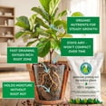 Premium Indoor Plant Soil with Enhanced Drainage and Optimal Nutrient ...