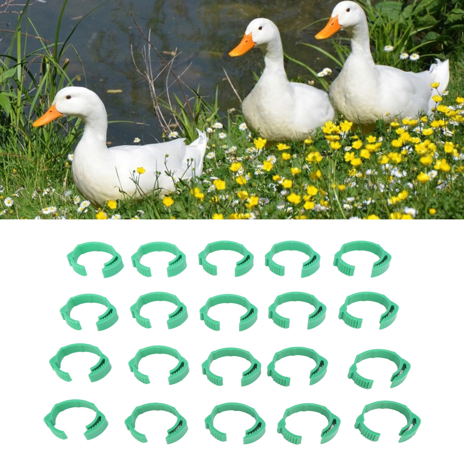 Chicken Leg Rings, Open Type Chick Leg Bands DIY Writing Adjustable for ...