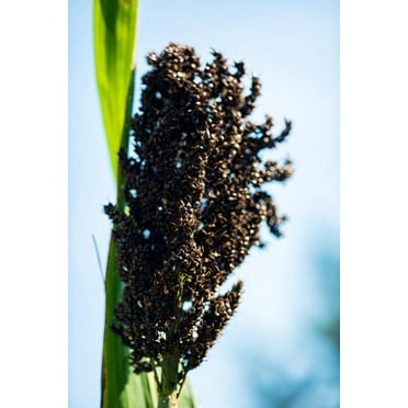 Non-GMO Heirloom Sweet Sugar Cane Sorghum Seeds by CZ Grain (3 Packets ...