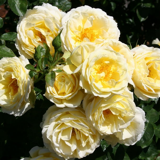 Heirloom Roses - Good Ol' Summertime™ Shrub Rose - Yellow Live Plant ...