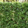 3 Gal. Pringles Dwarf Podocarpus Bush - Excellent Low Hedge Favorite ...