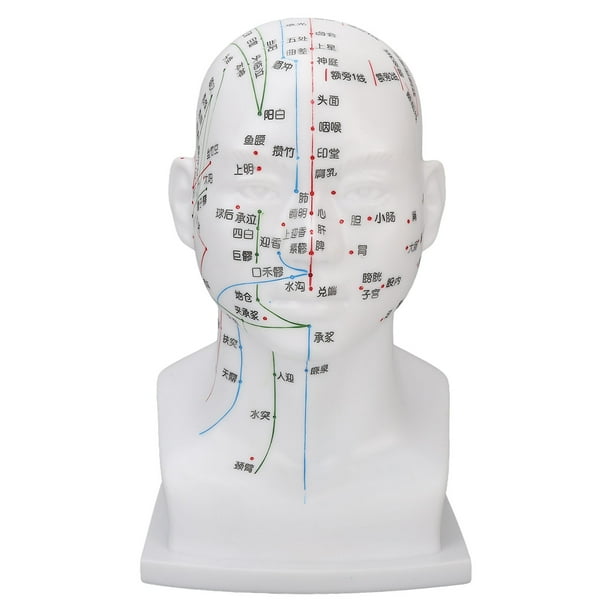 Acupuncture Point Head Model,Acupuncture Point Head Model Acupuncture ...