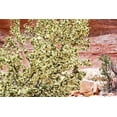 40 STANSBURY CLIFFROSE Purshia Stansburiana Cliff Rose Native Desert ...