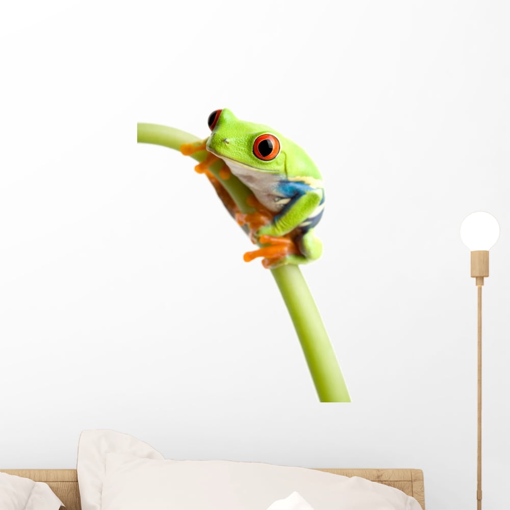 Red-eyed Tree Frog Wall Decal by Wallmonkeys Peel and Stick Graphic (18 ...