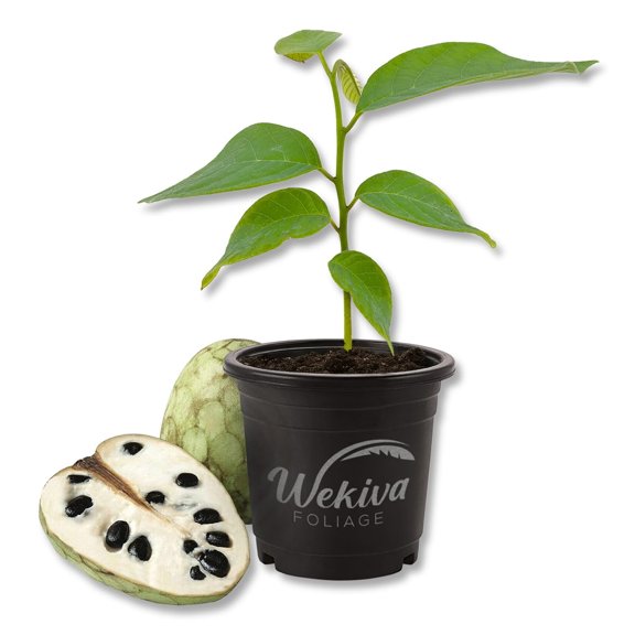 Red Cherimoya (custard apple) TREE GRAFTED. Ships free to all states in ...