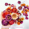 100 Pcs Natural Dried Daisy Flowers Heads,Bulk Real Gerbera Daisies ...