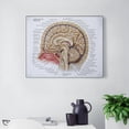 Anatomical Poster Sagittal Section Of Brain In Situ Posters Wall Art ...