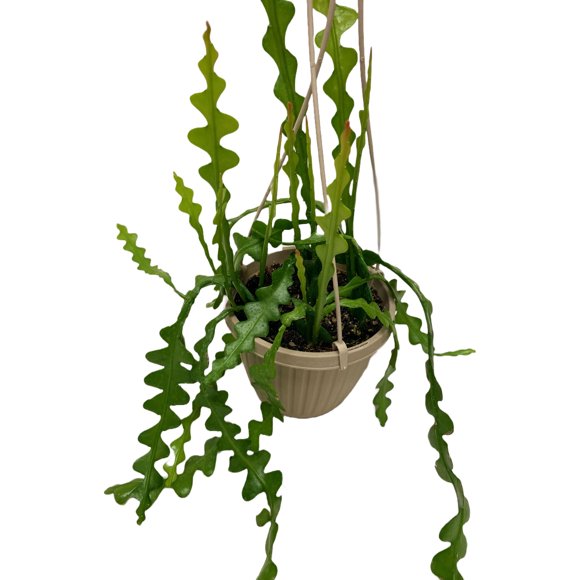 Fishbone Cactus