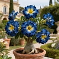 Giant Desert Rose For Planting Ideal for Gardening Deer Resistant ...