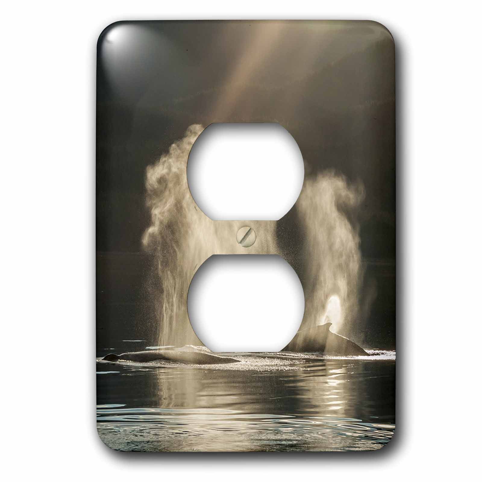 USA, Alaska, Tongass National Forest. Humpback whales spout. 2 plug ...