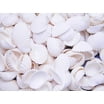 1 LB (80) White Ark Shells Seashells (1"-1 1/2") Beach Wedding Hobby ...