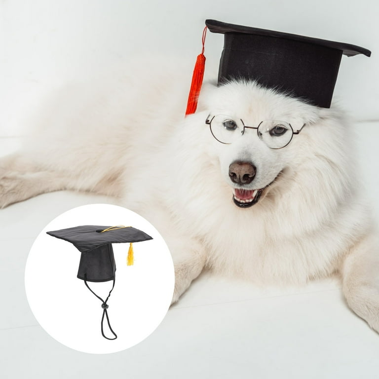 Graduation Puppy