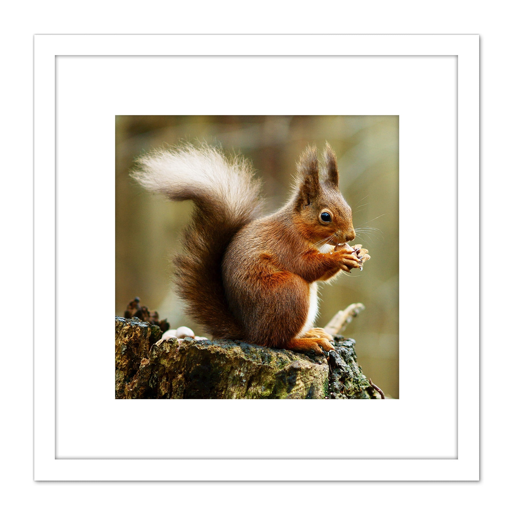 Trimming Red Squirrel Eating Forest Nature Photo 8X8 Inch Square Wooden ...