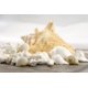 White Decorative Sea Shell Mix with Conch Shell | 6 - 8" Conch with 1 ...