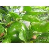 200 Seeds Sweet Green CALIFORNIA WONDER Bell PEPPER Capsicum Annuum ...