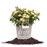 6 barerot plant Joan J Thornless Everbearing Red Raspberry -Huge 2 Yr ...