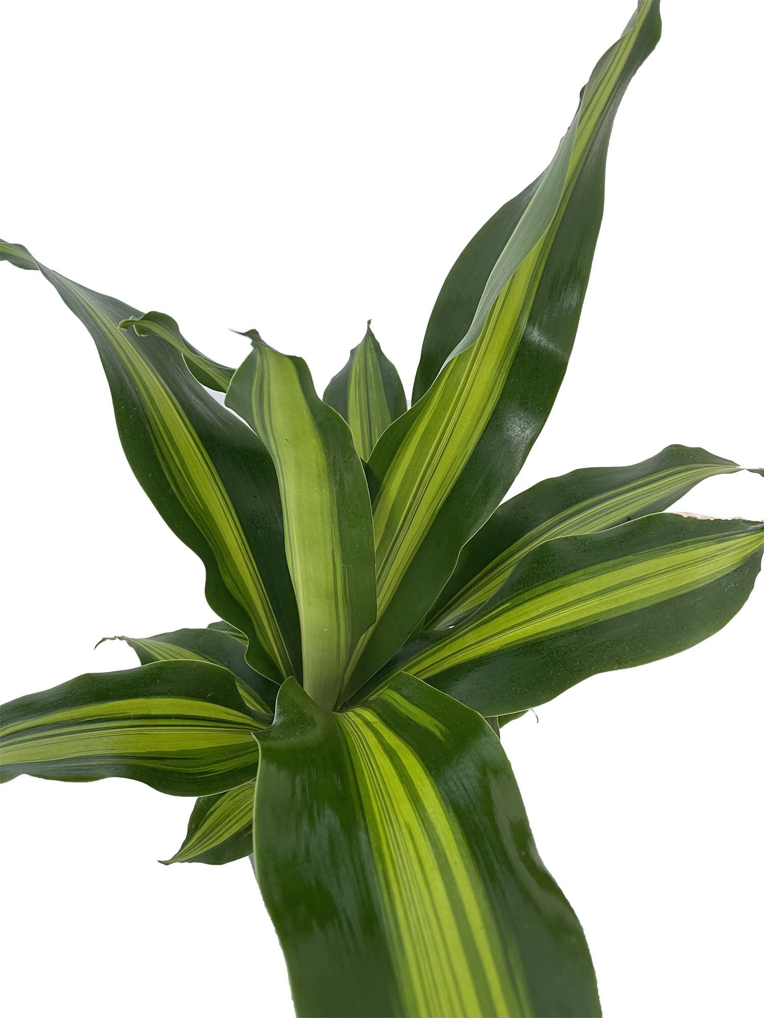 Marley Dragon Tree - Dracaena - Easy House Plant - 6" Pot - Walmart.com