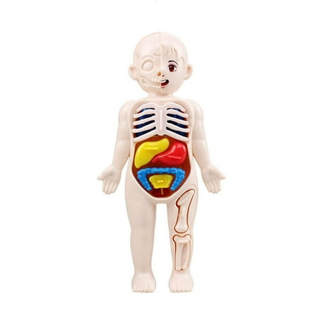 Children Plastic Human Body Model Ribs Educational Torso Toy Early ...