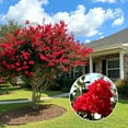 Crape Myrtle Red Rocket 3 Extra Large 3 Gallon Plants Vivid Scarlet ...
